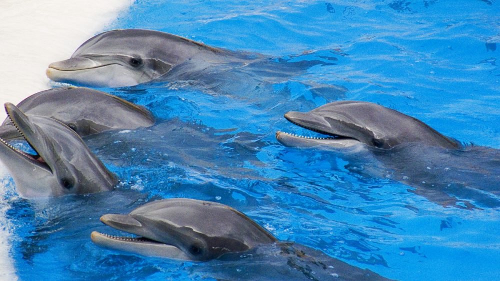 Agadir Dolphin Show - Ecolodge Adventures